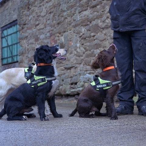 Case Study: Explosive Detection Dog Handler Course - Wagtail UK