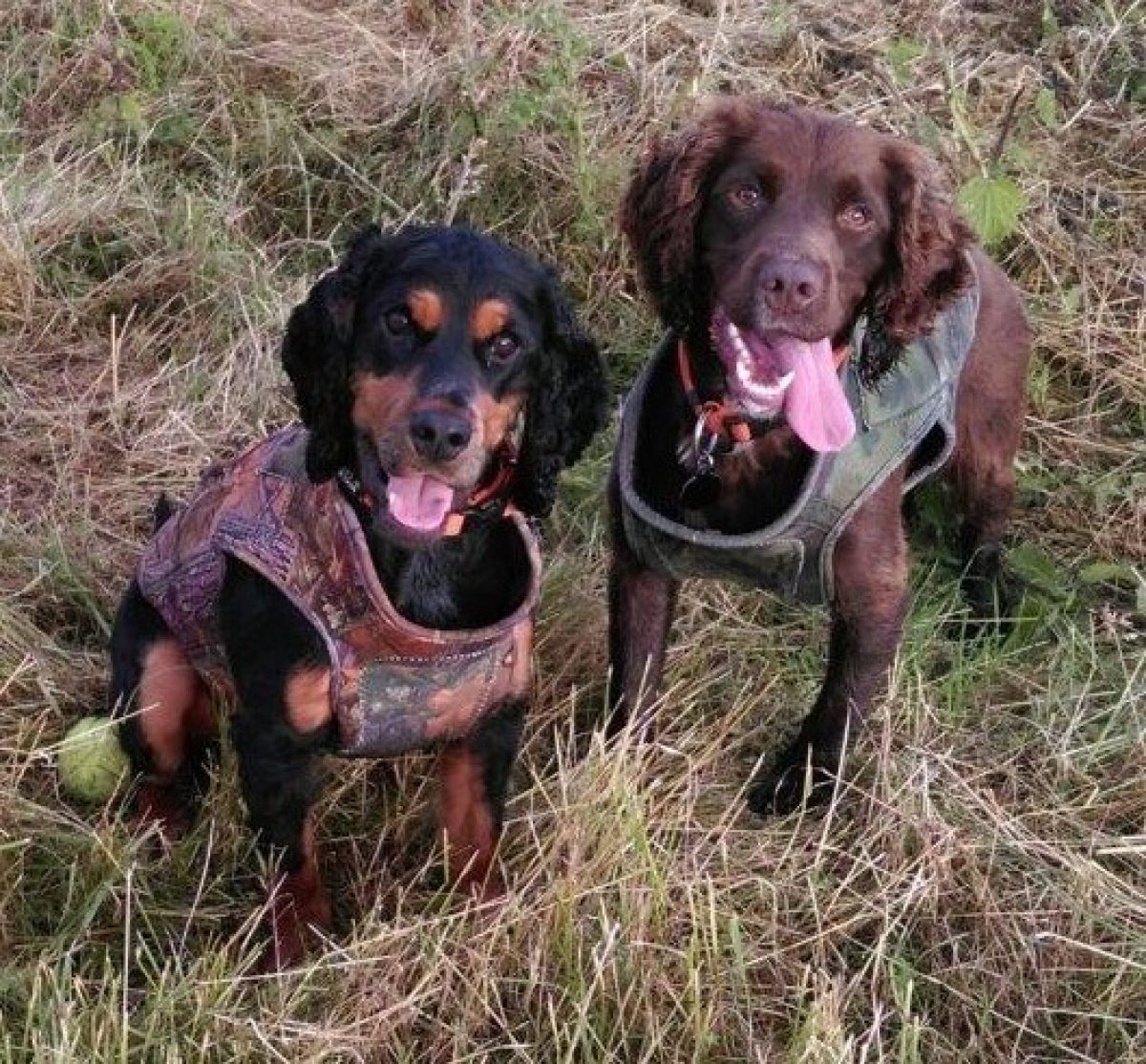 Scentsational Conservation Dogs - Wagtail UK