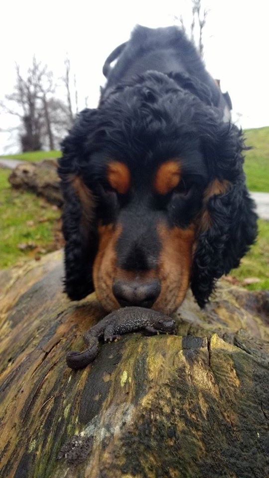 Rocky, the world’s first scientifically proven great crested newt ...