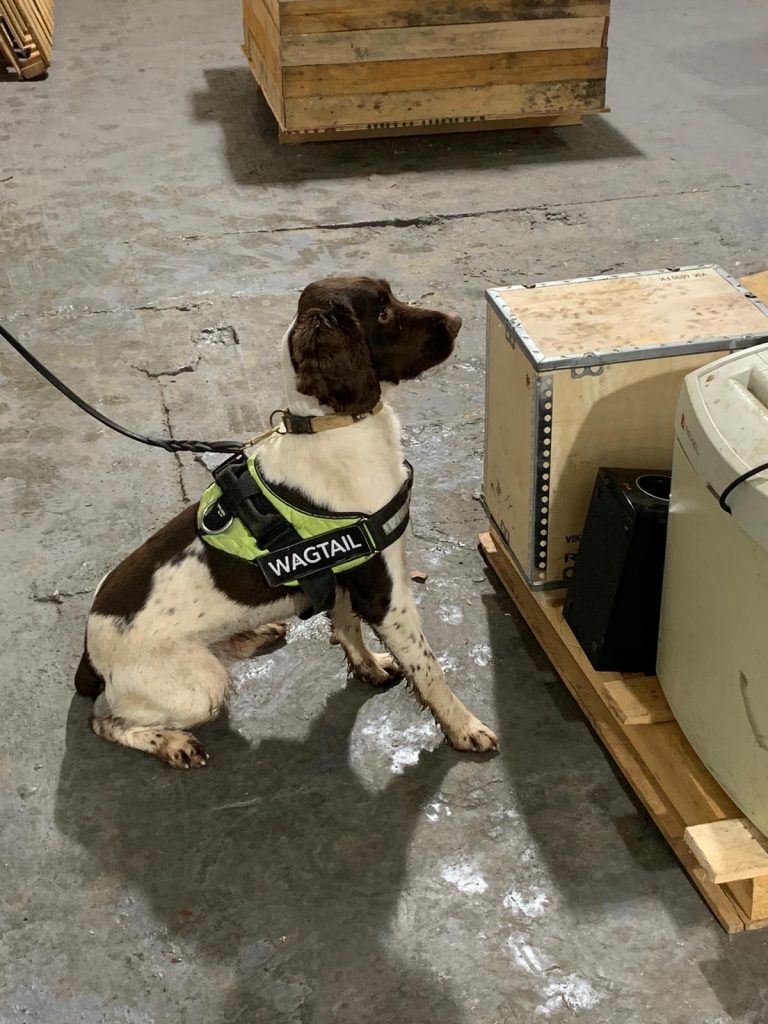 Wagtail Provide Explosive Detection Dogs for the UK Air Cargo Industry ...